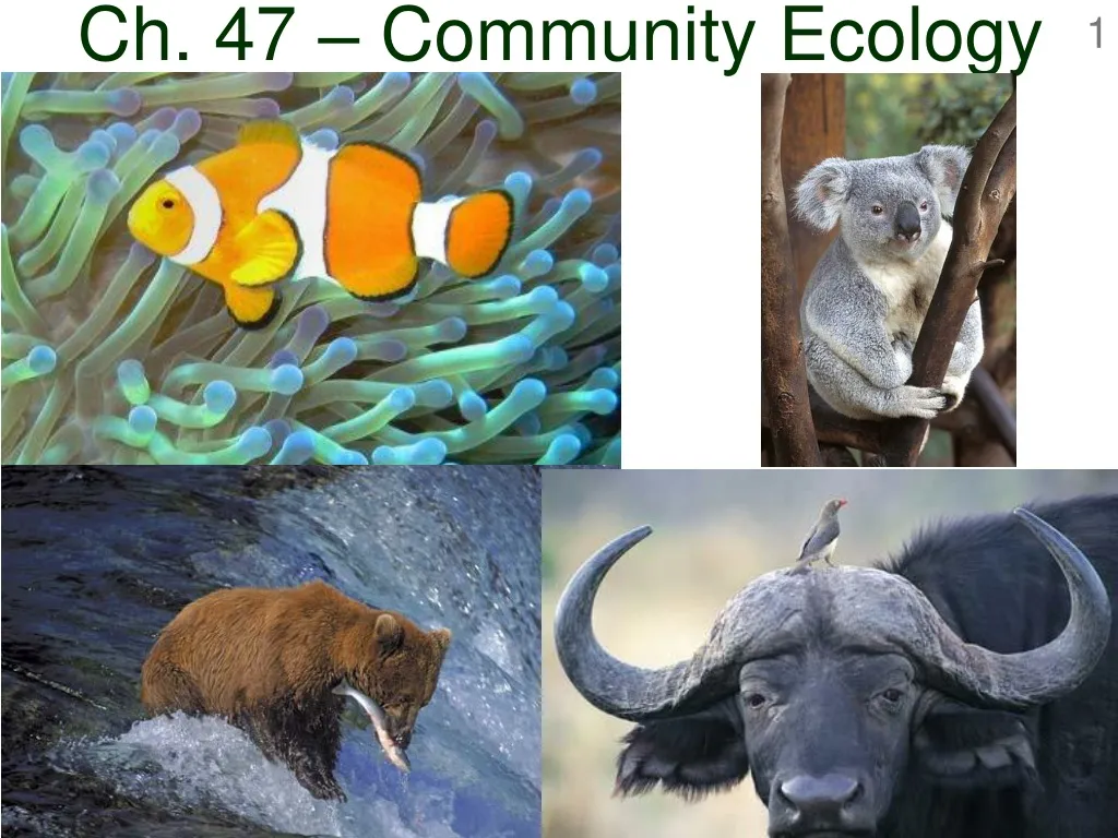 PPT - Ch. 47 – Community Ecology PowerPoint Presentation, free download ...