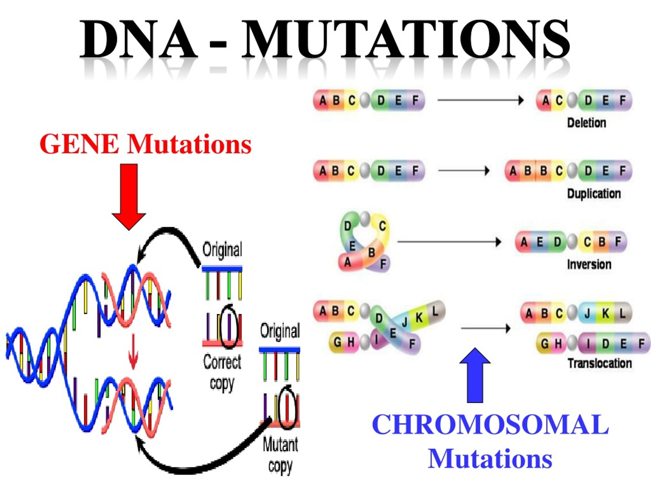 PPT DNA MUtations PowerPoint Presentation Free Download ID 237113