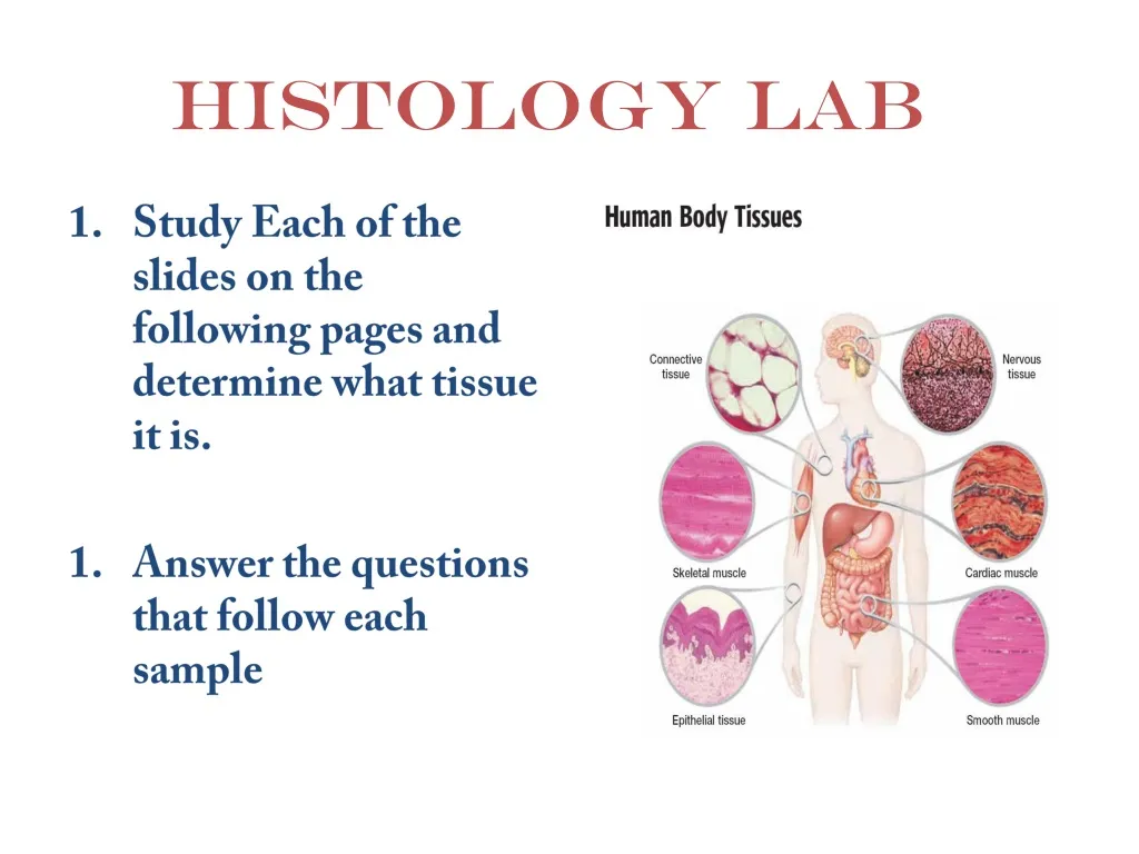 PPT - Histology Lab PowerPoint Presentation, free download - ID:243622