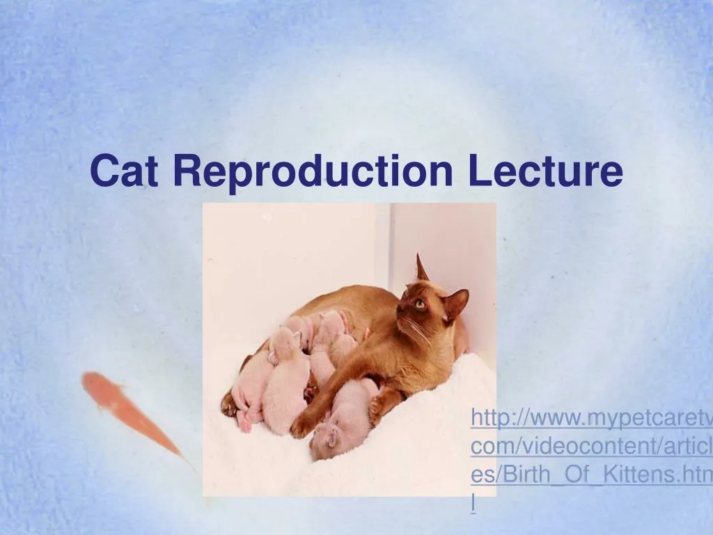 PPT - Cat Reproduction Lecture PowerPoint Presentation, free download ...
