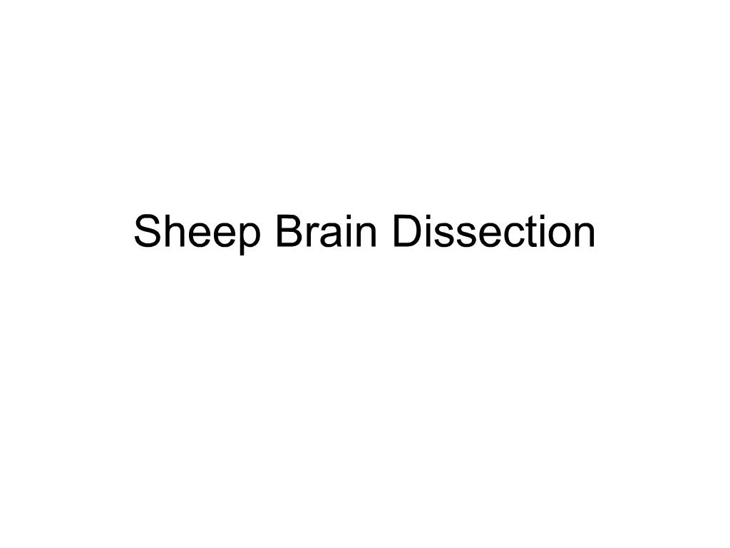 PPT - Sheep Brain Dissection PowerPoint Presentation, free download ...