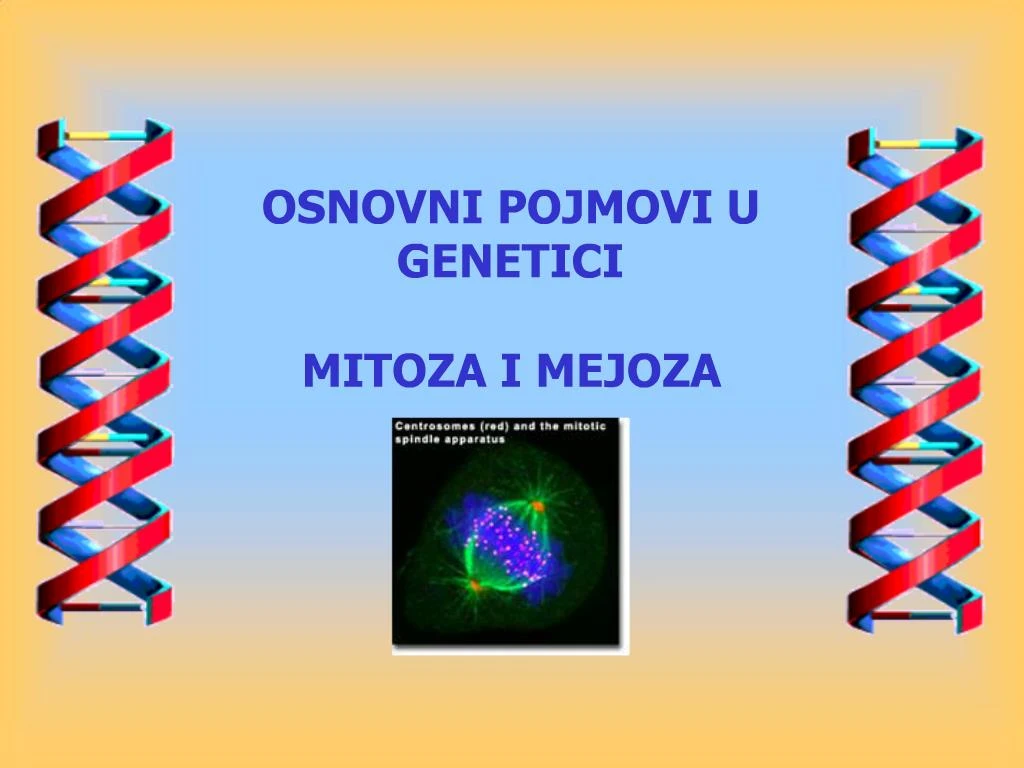 PPT - OSNOVNI POJMOVI U GENETICI MITOZA I MEJOZA PowerPoint ...