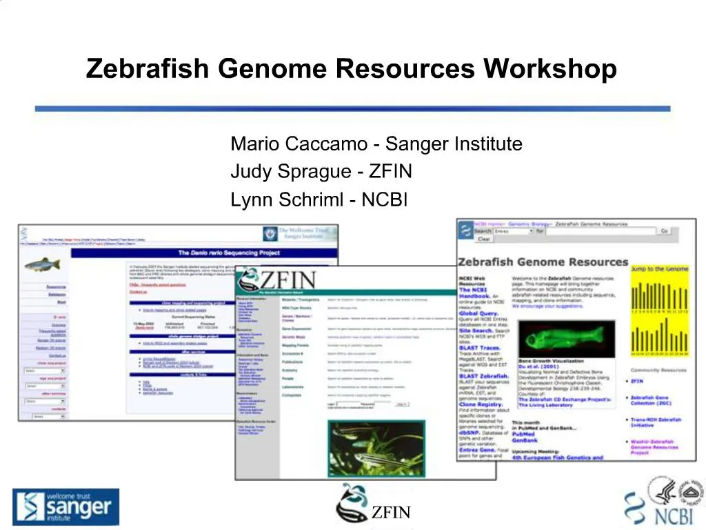 PPT - Zebrafish Genome Resources Workshop PowerPoint Presentation, free ...