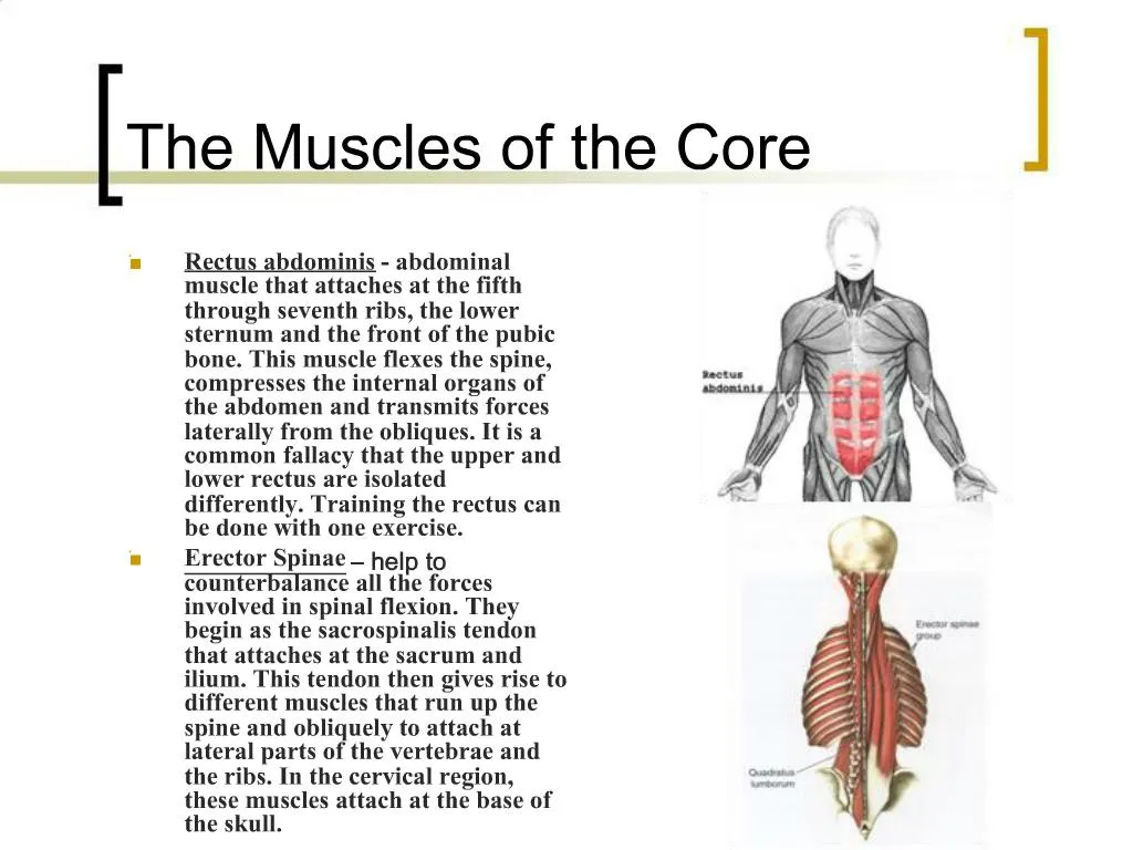 PPT - The Muscles of the Core PowerPoint Presentation, free download ...