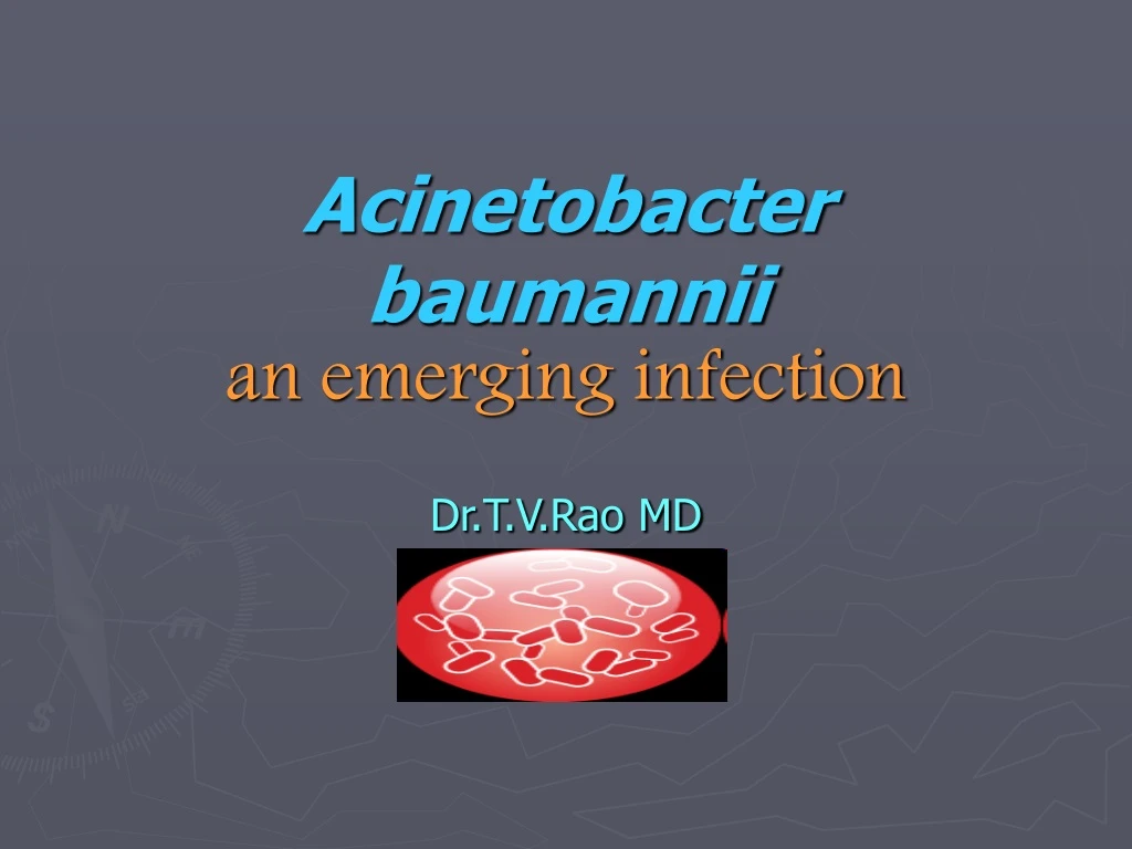 PPT - Acinetobacter baumannii PowerPoint Presentation, free download ...