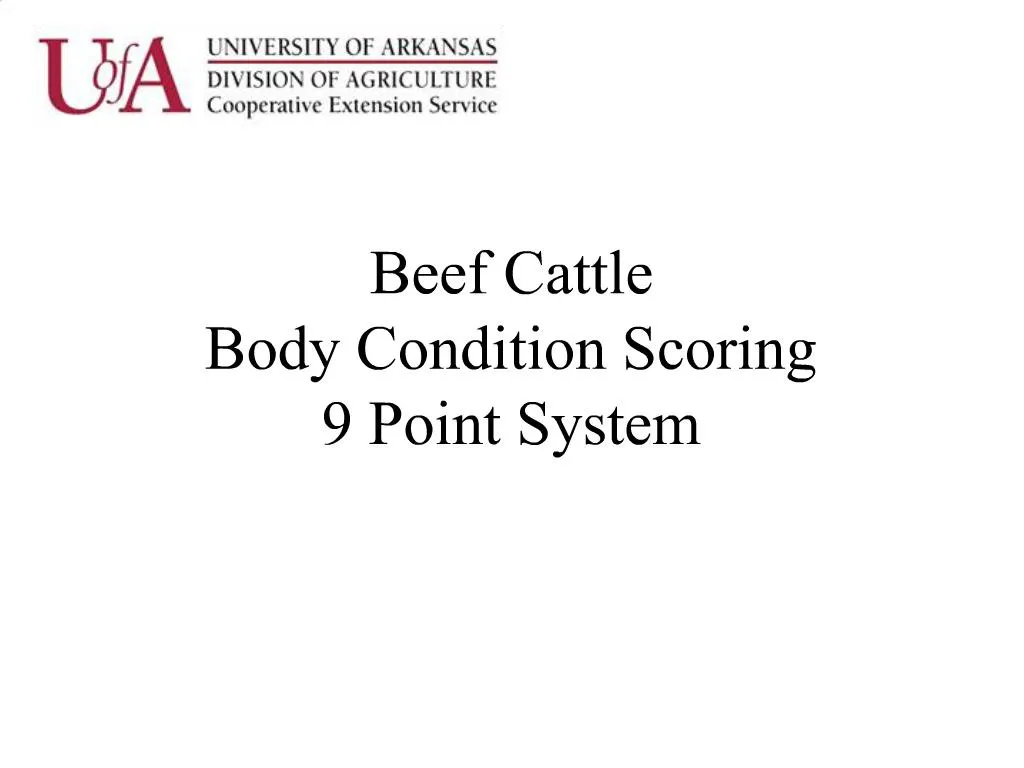 PPT - Beef Cattle Body Condition Scoring 9 Point System PowerPoint ...