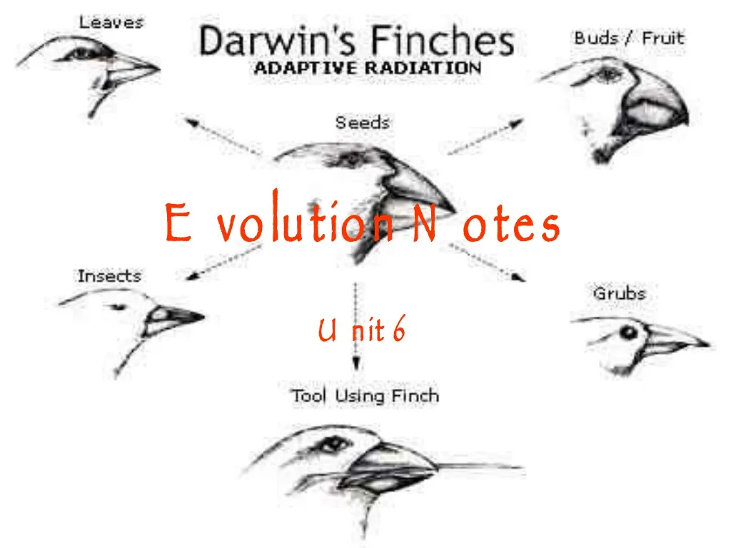 PPT - Evolution Notes PowerPoint Presentation, free download - ID:308035