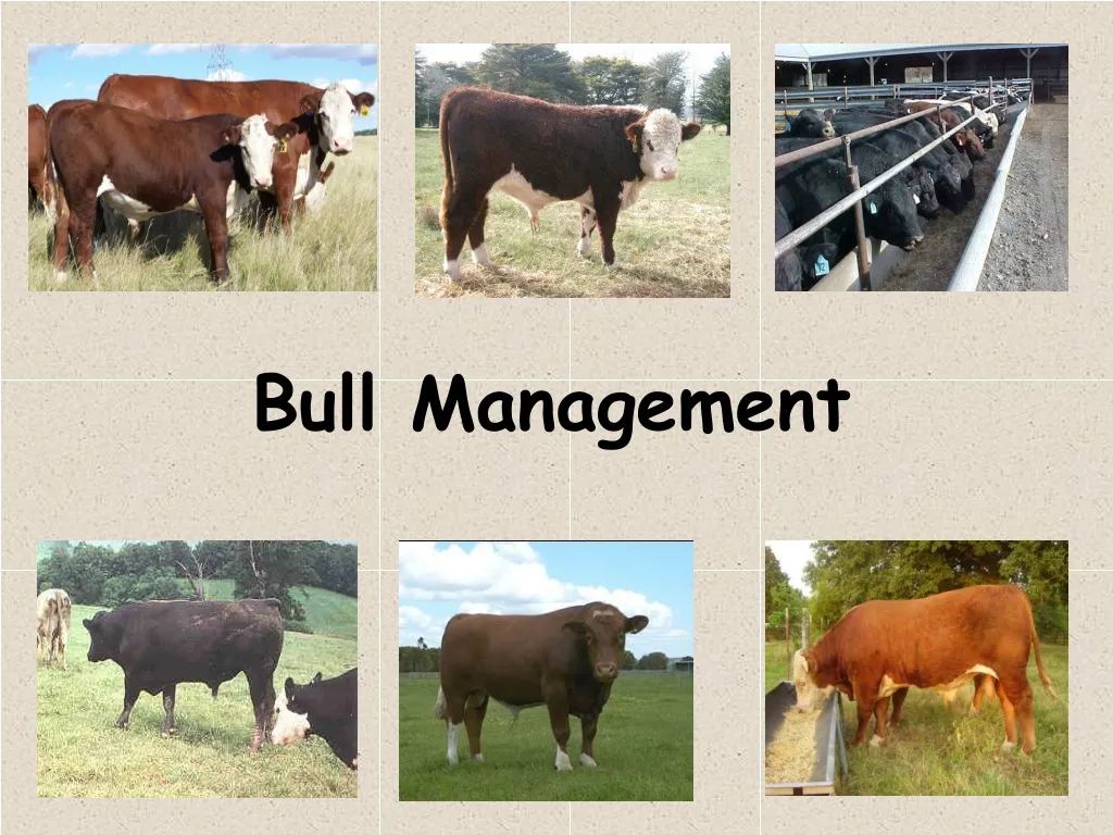 PPT - Bull Management PowerPoint Presentation, free download - ID:312185