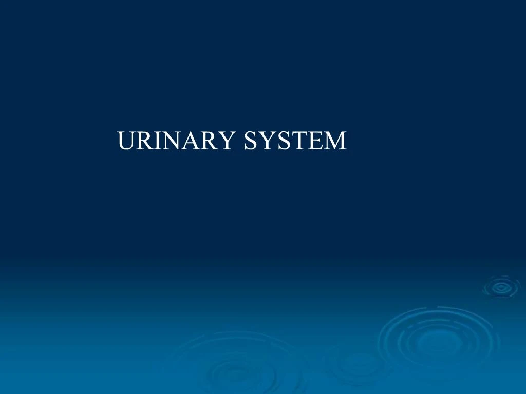 PPT - URINARY SYSTEM PowerPoint Presentation, free download - ID:312904