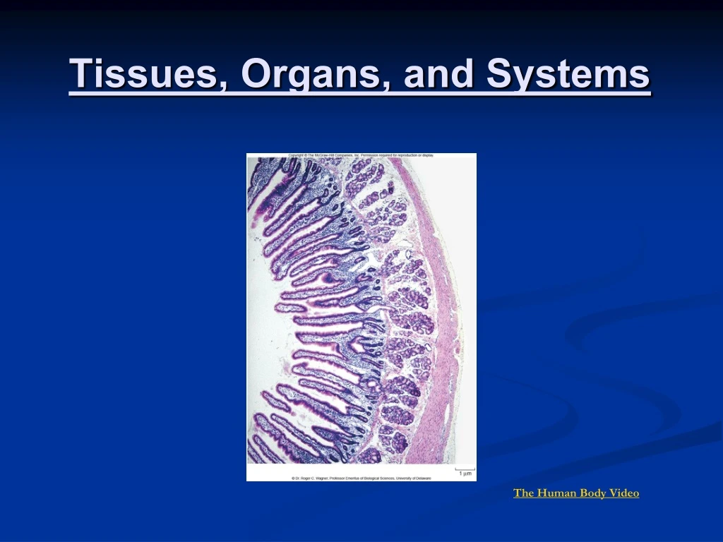 Ppt Cells Tissues Organs And Systems Powerpoint