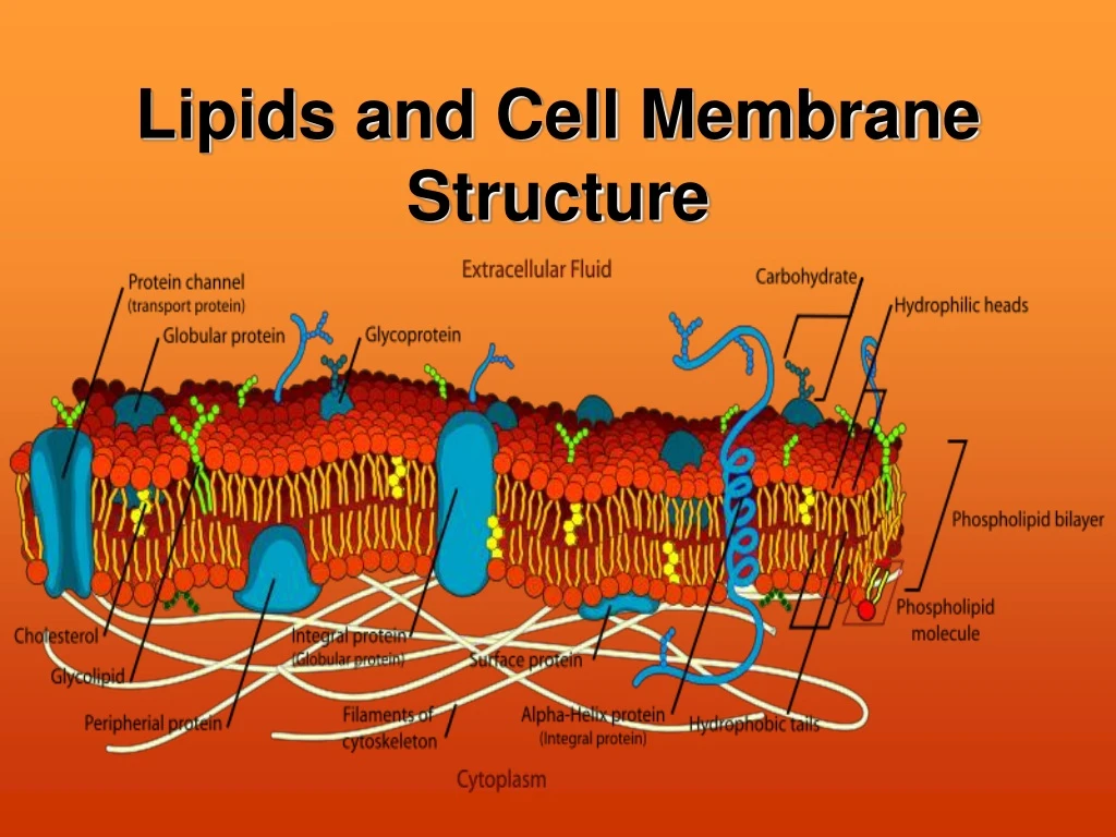 PPT - Lipids and Cell Membrane Structure PowerPoint Presentation, free ...