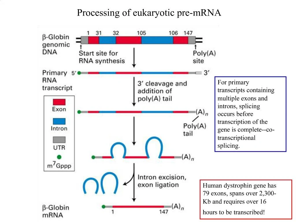PPT - Processing of eukaryotic pre-mRNA PowerPoint Presentation, free ...