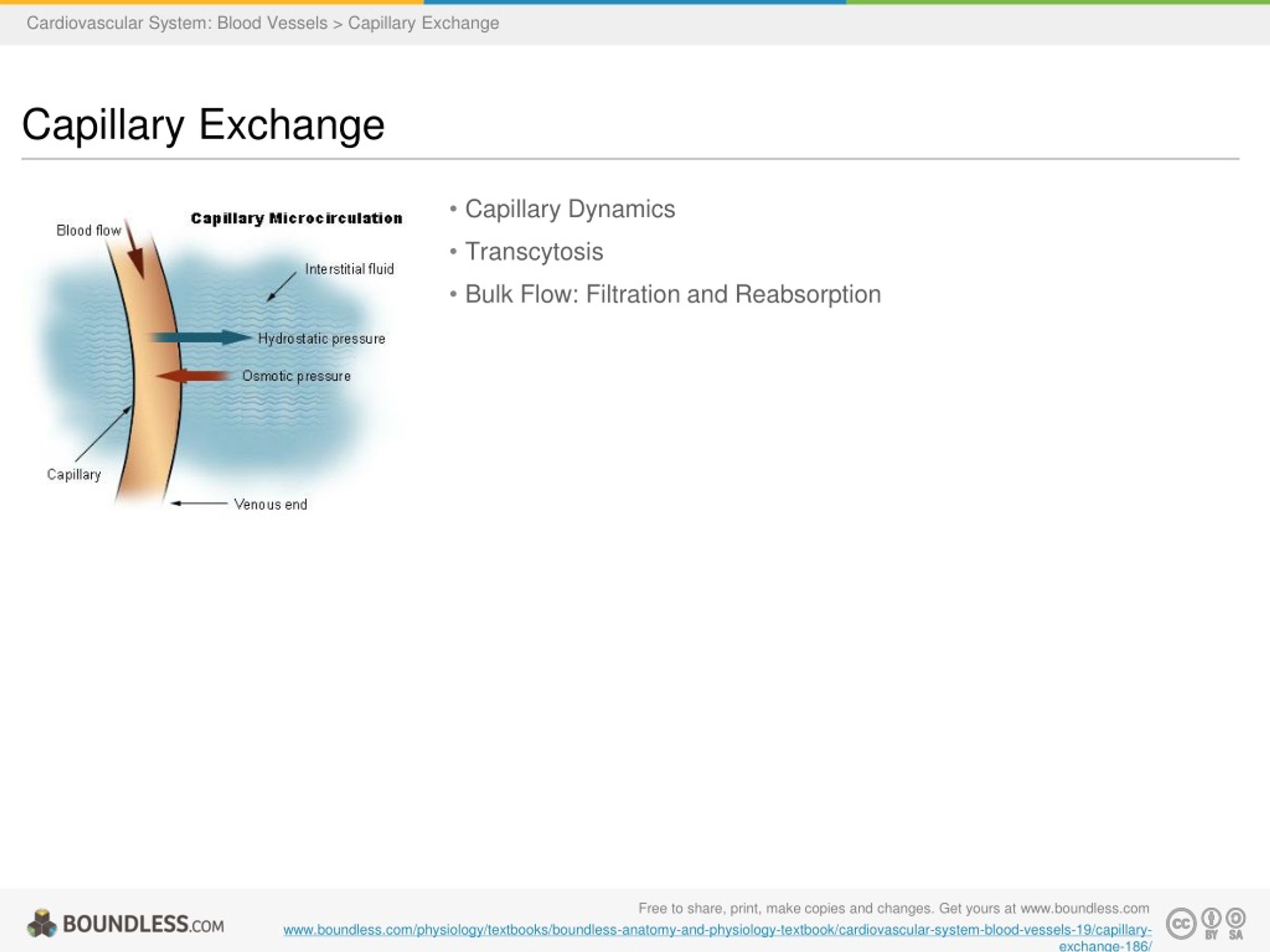 PPT - Boundless Lecture Slides PowerPoint Presentation, free download ...