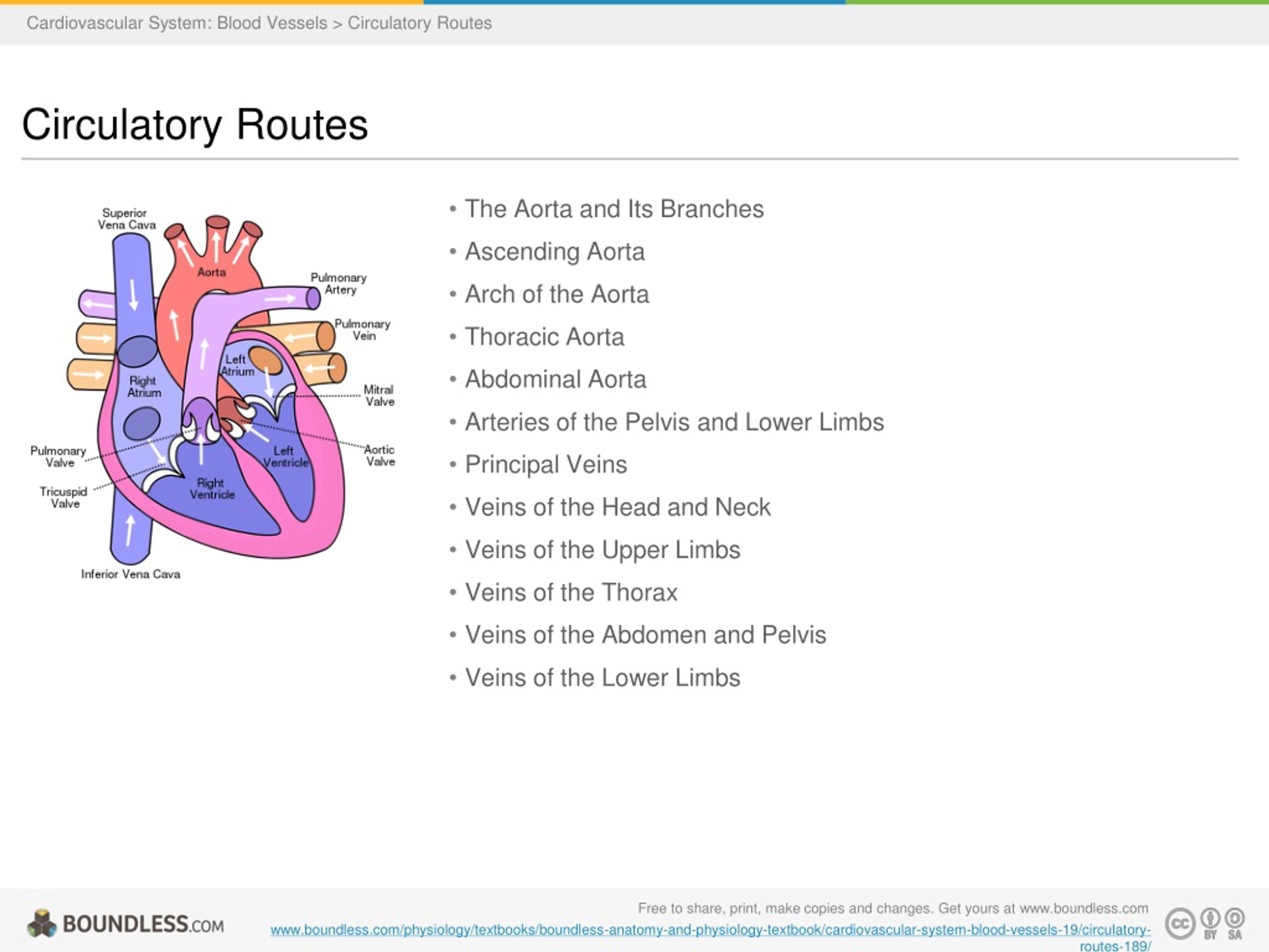 PPT - Boundless Lecture Slides PowerPoint Presentation, free download ...
