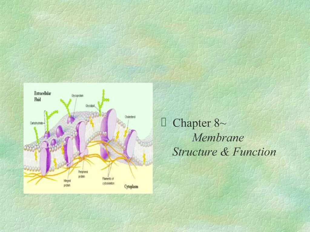 PPT - Membrane structure, I PowerPoint Presentation, free download - ID ...