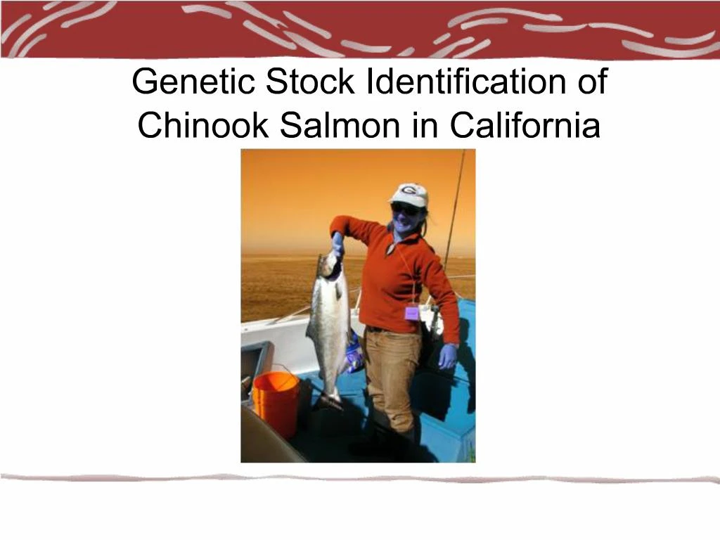 PPT - Genetic Stock Identification of Chinook Salmon in California ...