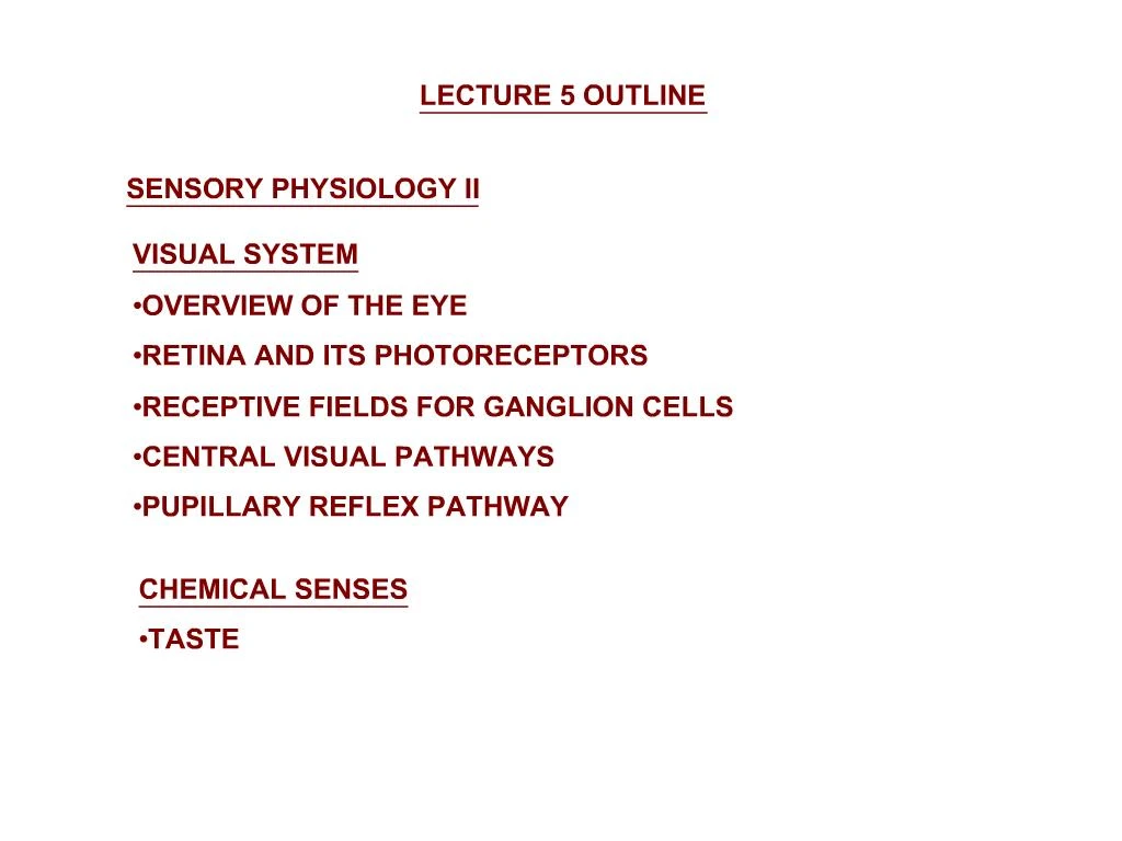 PPT - VISUAL SYSTEM OVERVIEW OF THE EYE RETINA AND ITS PHOTORECEPTORS ...