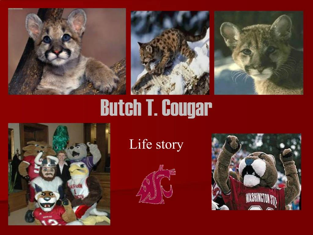 PPT - Butch T. Cougar PowerPoint Presentation, free download - ID:357515