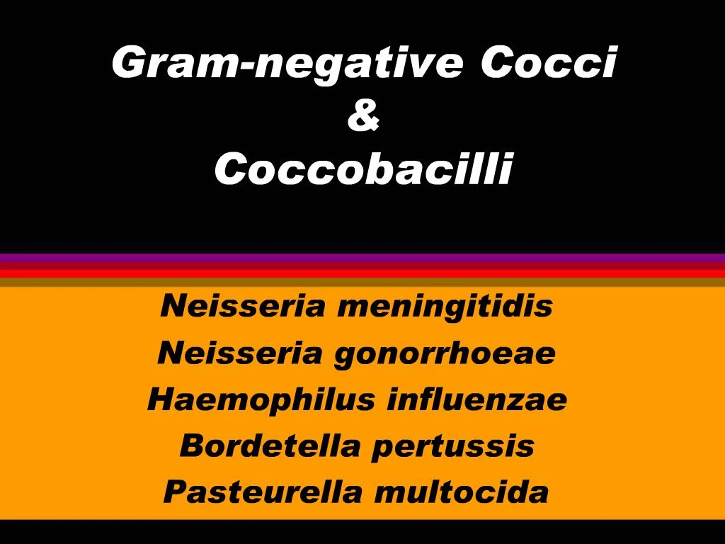PPT - Gram-negative Cocci Coccobacilli PowerPoint Presentation, free ...