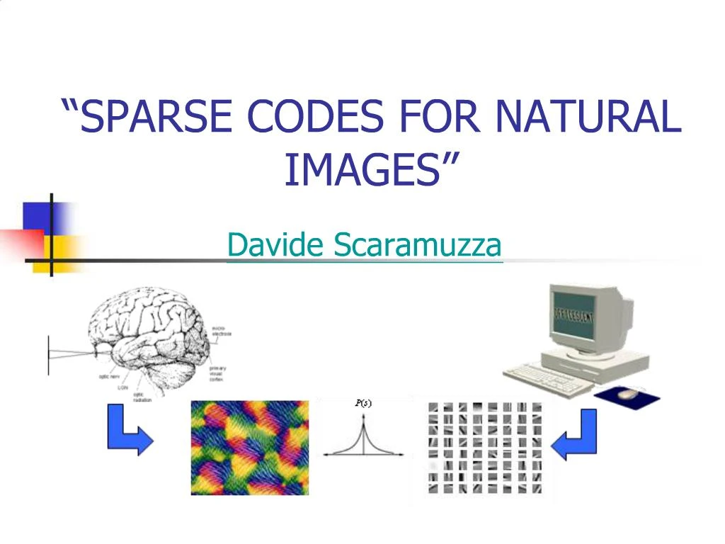 PPT - SPARSE CODES FOR NATURAL IMAGES PowerPoint Presentation, free ...