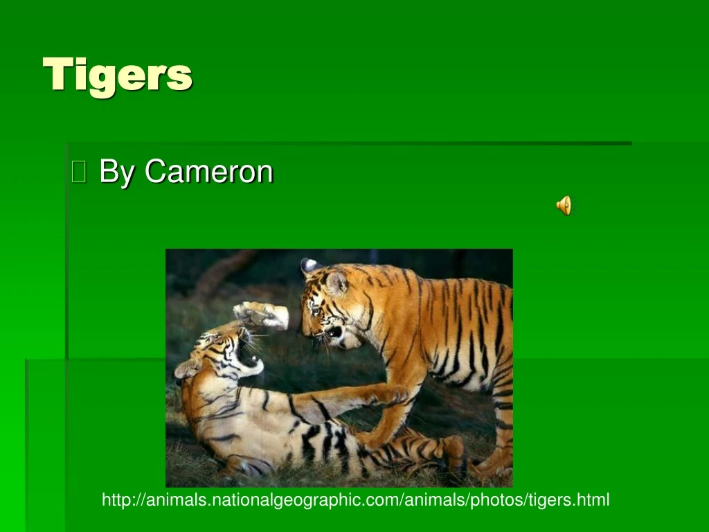 PPT - Tigers PowerPoint Presentation, free download - ID:381661