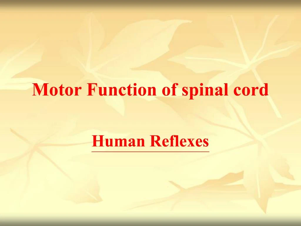 PPT - Motor Function of spinal cord PowerPoint Presentation, free ...