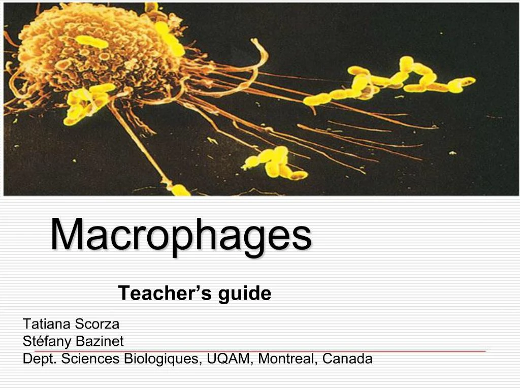 PPT - Macrophages PowerPoint Presentation, free download - ID:395261