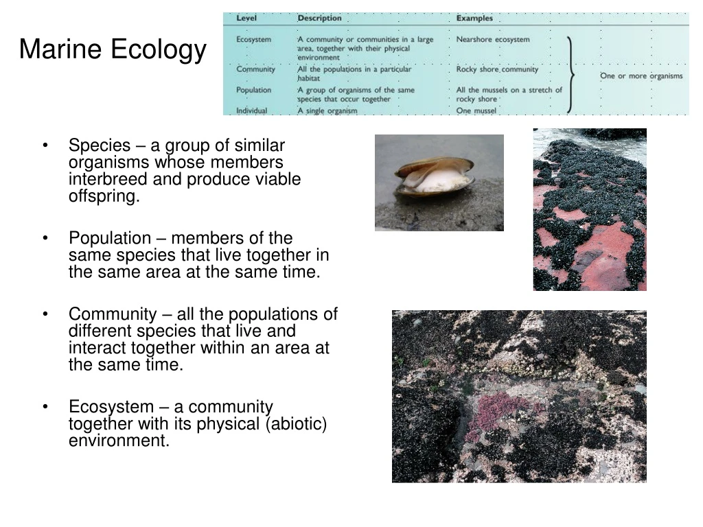PPT - Marine Ecology PowerPoint Presentation, free download - ID:408063