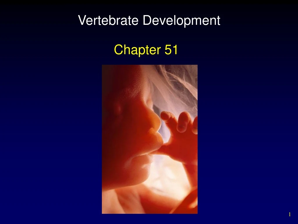 PPT - Vertebrate Development PowerPoint Presentation, free download ...