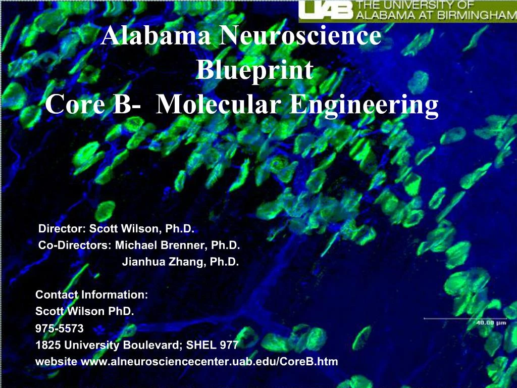 PPT - Alabama Neuroscience Blueprint Core B- Molecular Engineering ...