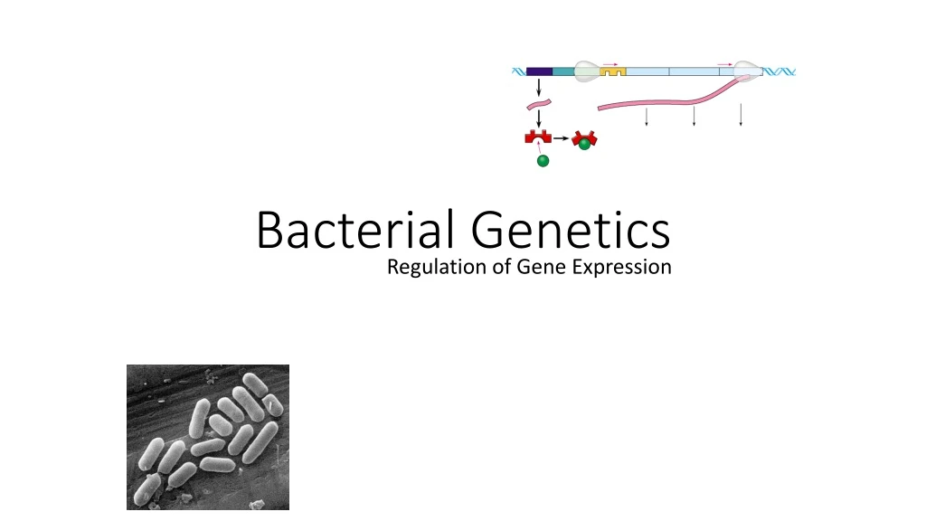 PPT - Bacterial Genetics PowerPoint Presentation, free download - ID:426545
