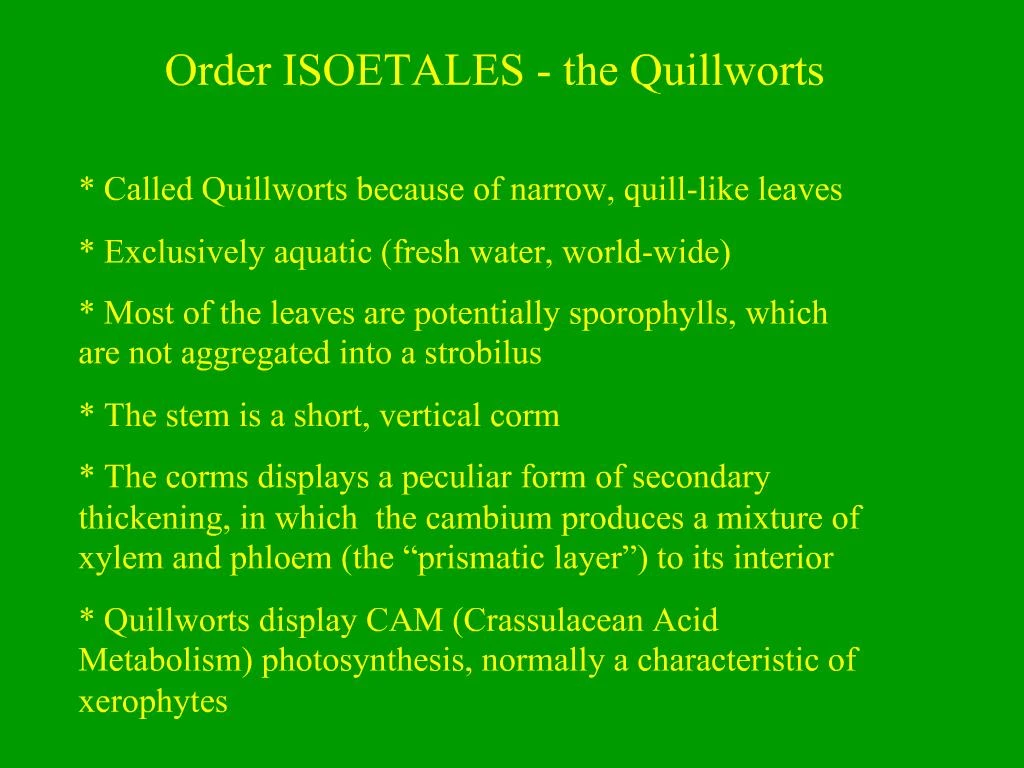 PPT - Order ISOETALES - the Quillworts PowerPoint Presentation, free ...