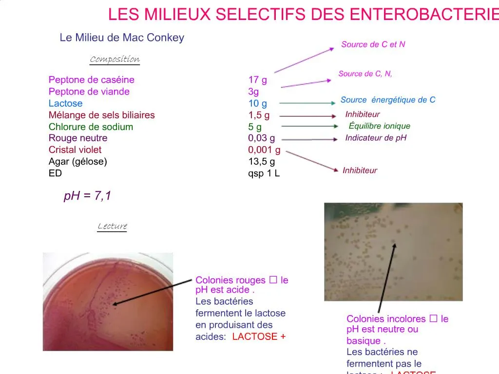 PPT - LES MILIEUX SELECTIFS DES ENTEROBACTERIES PowerPoint Presentation ...