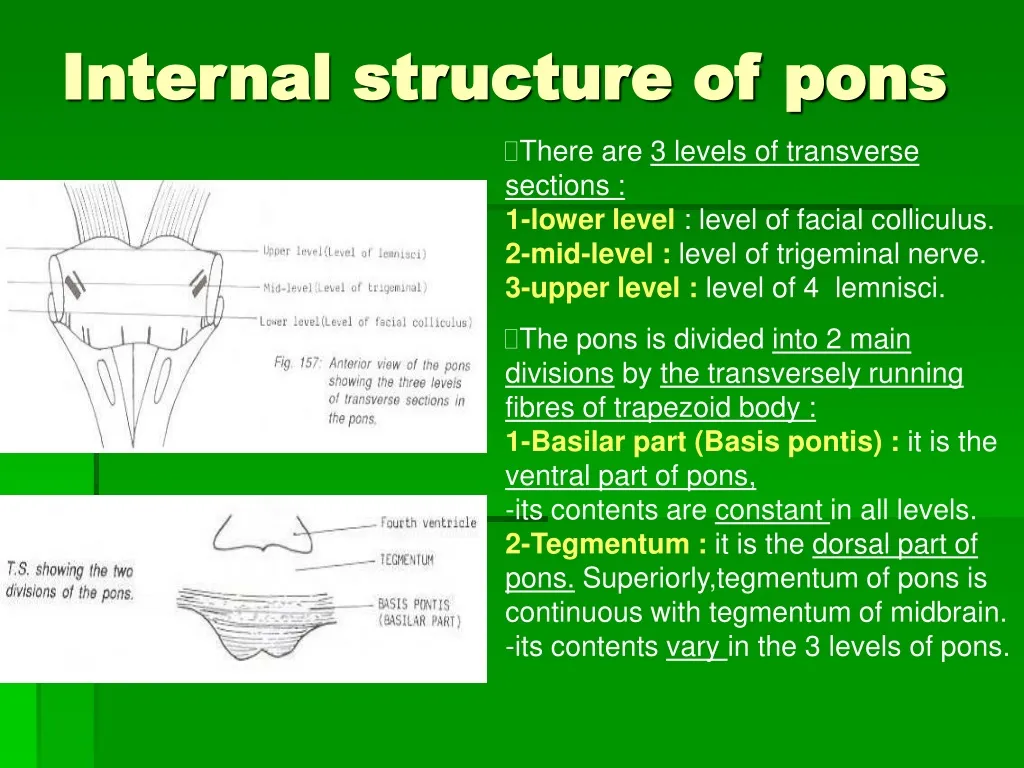 PPT - Internal structure of pons PowerPoint Presentation, free download ...
