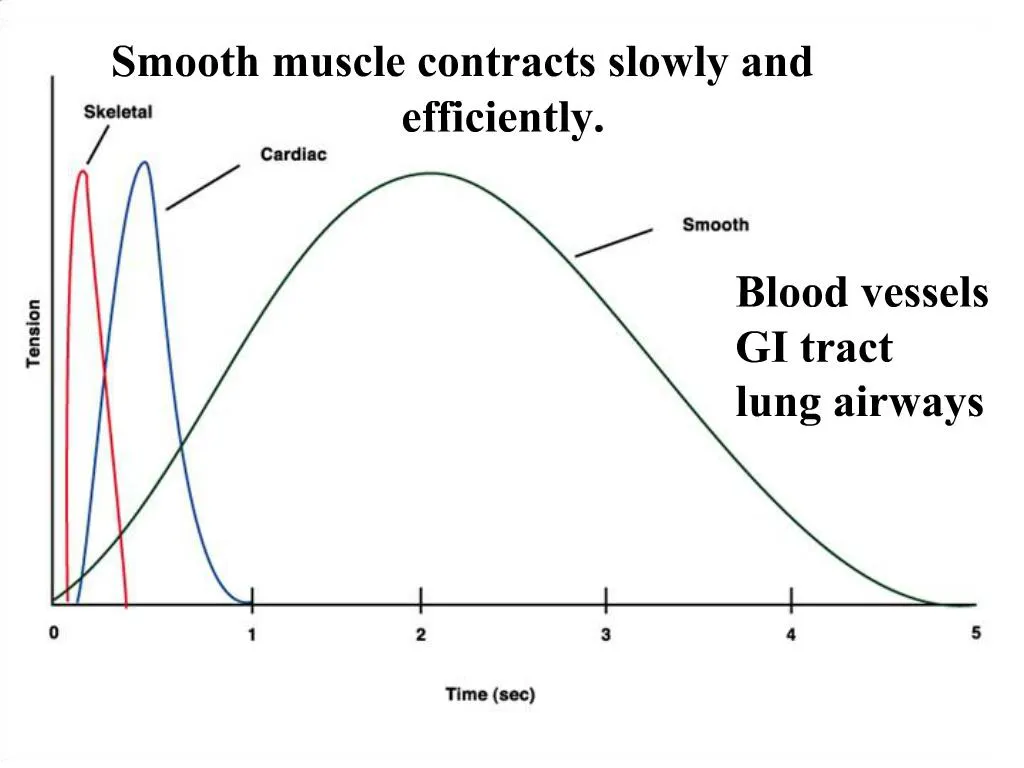 PPT - Smooth muscle contracts slowly and efficiently. PowerPoint ...