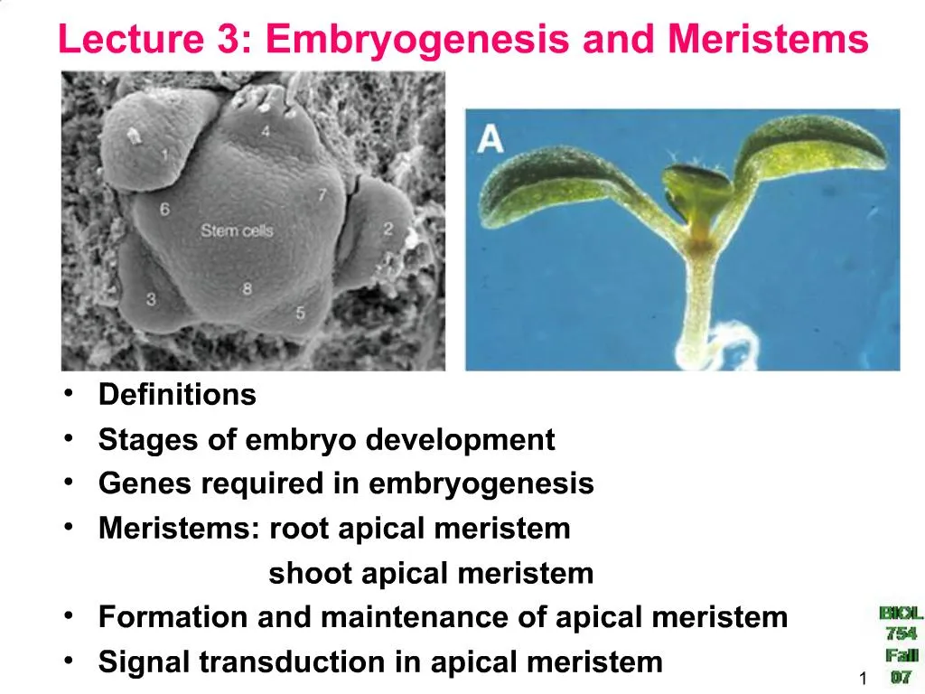 PPT - Lecture 3: Embryogenesis and Meristems PowerPoint Presentation ...
