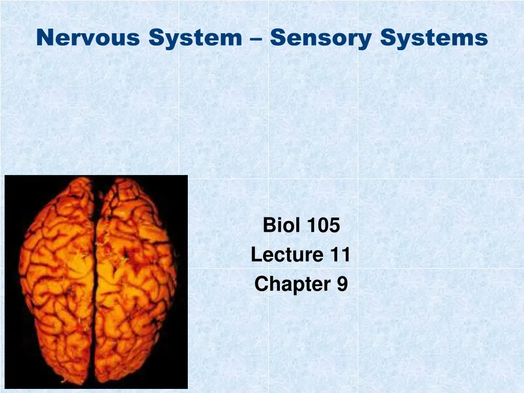 PPT - Nervous System – Sensory Systems PowerPoint Presentation, free ...