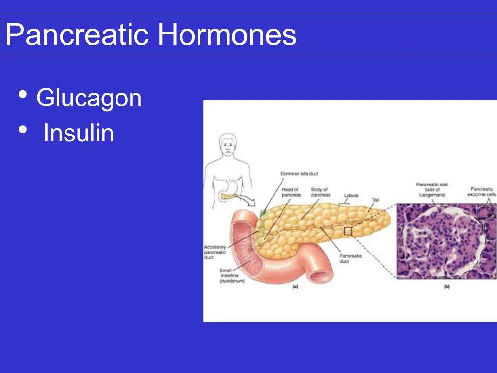 PPT - Pancreatic Hormones PowerPoint Presentation, free download - ID ...
