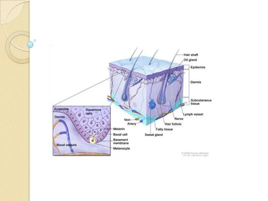 PPT - Skin Layers PowerPoint Presentation, free download - ID:474307