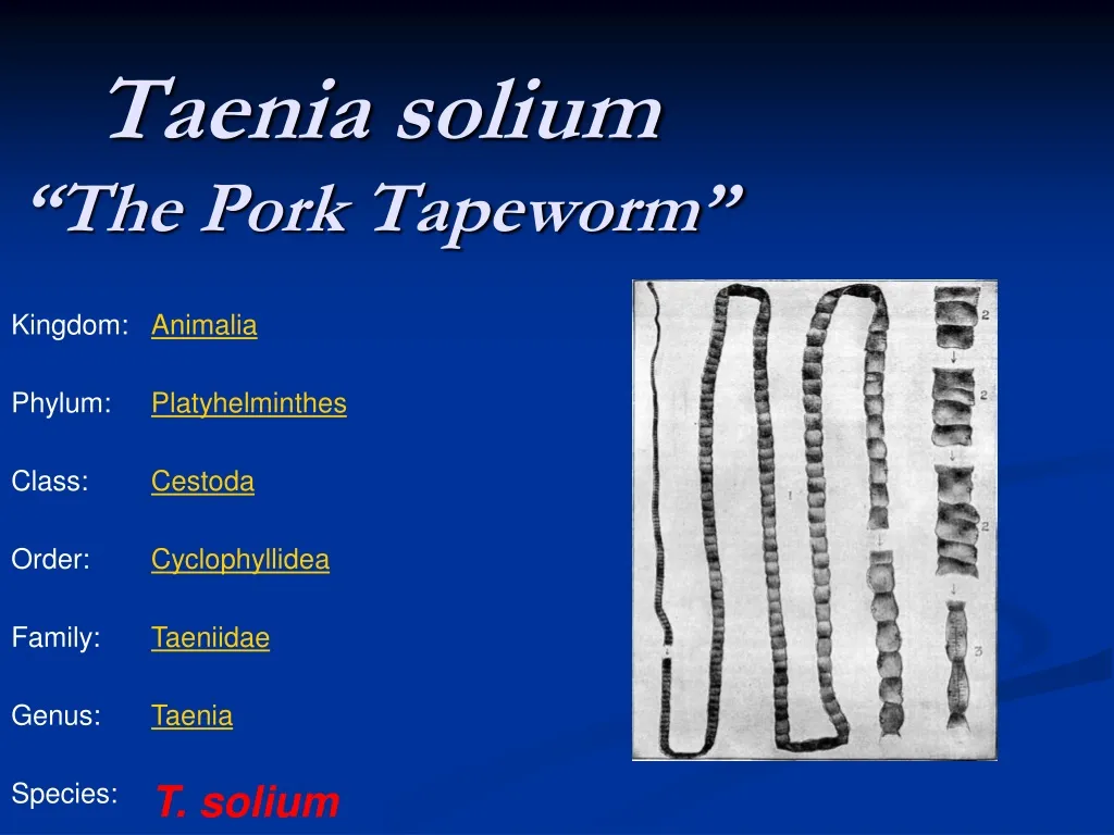PPT - Taenia solium “The Pork Tapeworm” PowerPoint Presentation, free ...