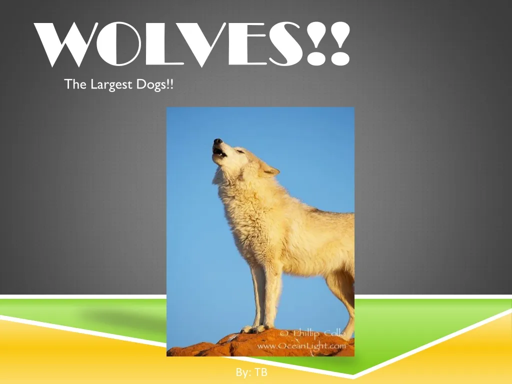 PPT - Wolves!! PowerPoint Presentation, free download - ID:485382