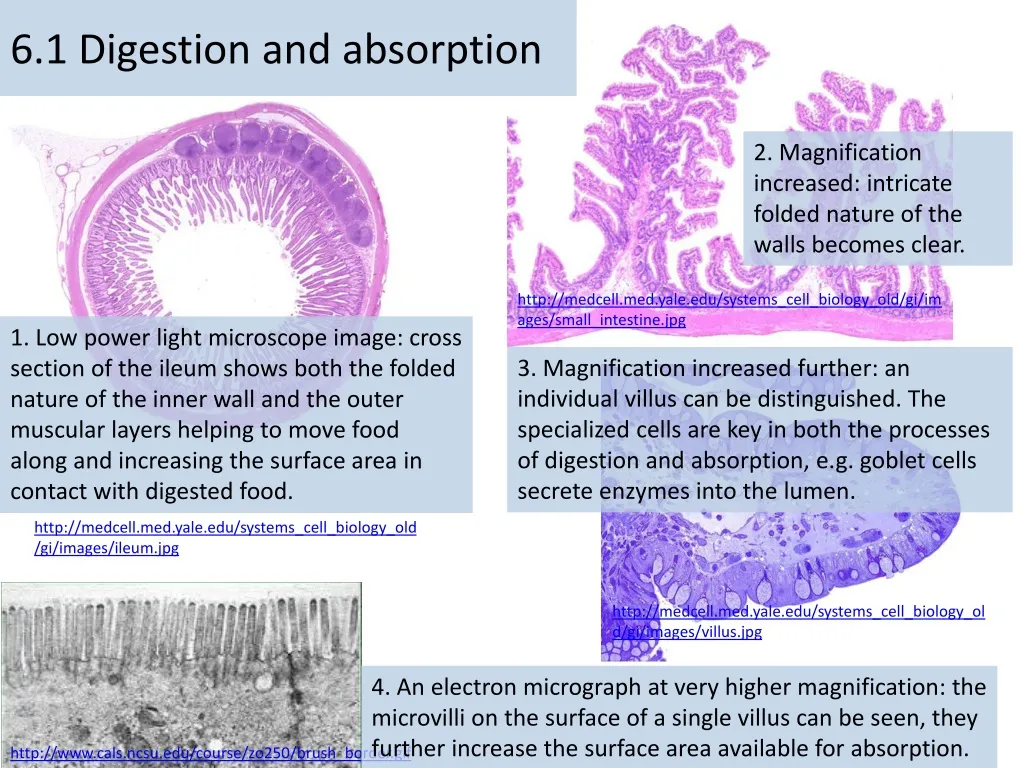 PPT - 6.1 Digestion and absorption PowerPoint Presentation, free ...