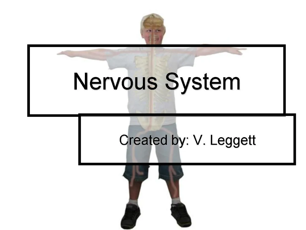 PPT - Nervous System PowerPoint Presentation, free download - ID:500489