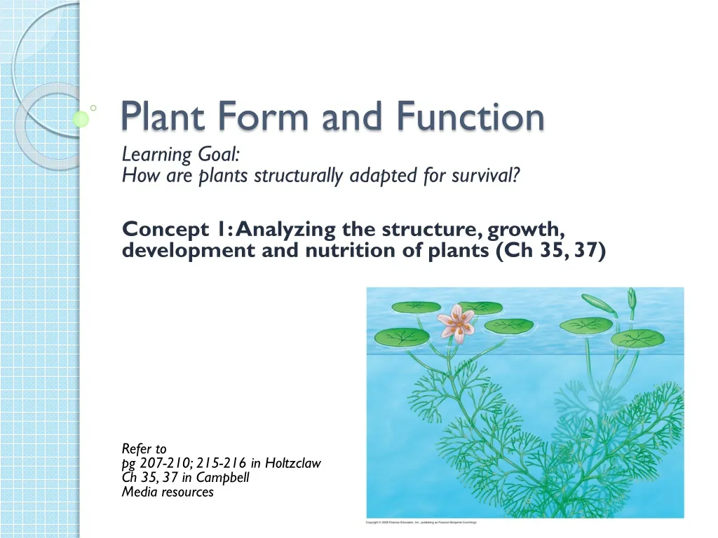 PPT - Plant Form and Function PowerPoint Presentation, free download - ID:523291