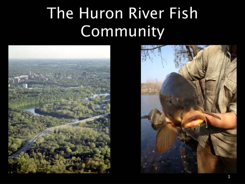PPT - The Huron River Fish Community PowerPoint Presentation, free ...