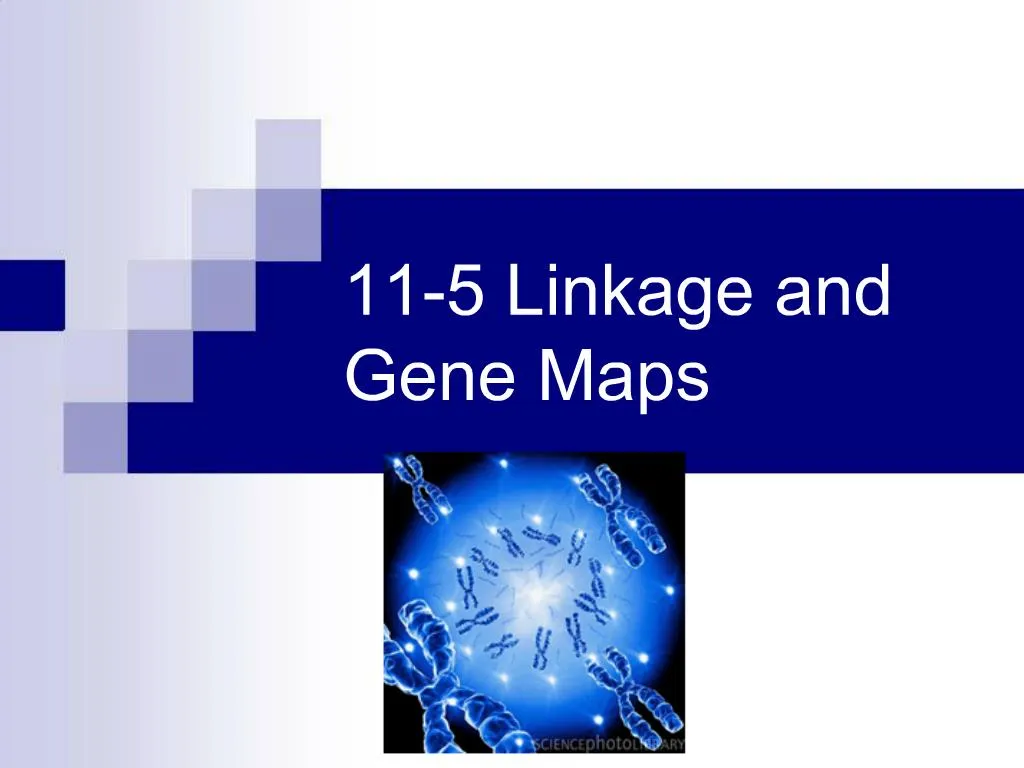 PPT - 11-5 Linkage and Gene Maps PowerPoint Presentation, free download ...