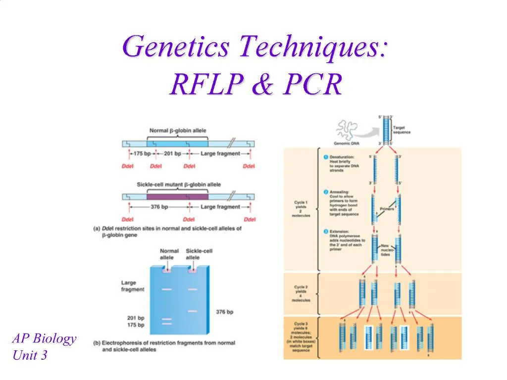 PPT - Genetics Techniques: RFLP PCR PowerPoint Presentation, free ...