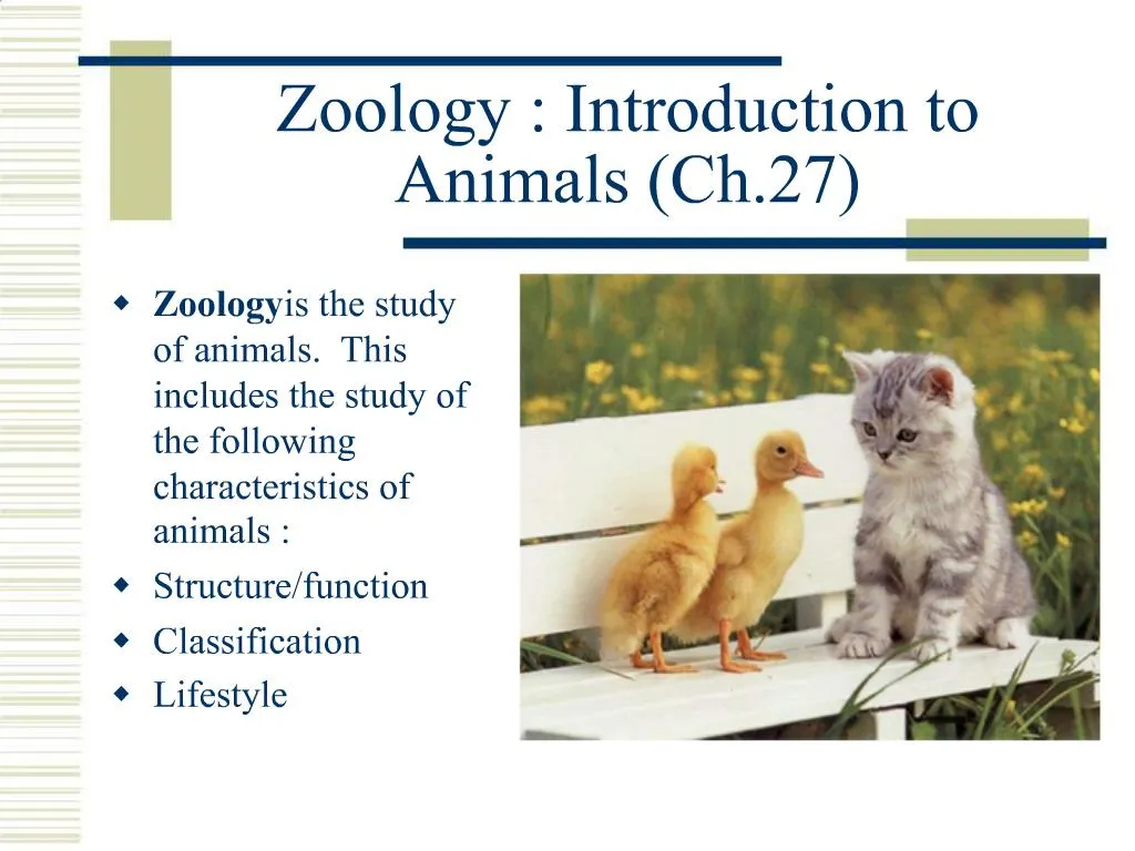 PPT - Zoology : Introduction to Animals Ch.27 PowerPoint Presentation ...