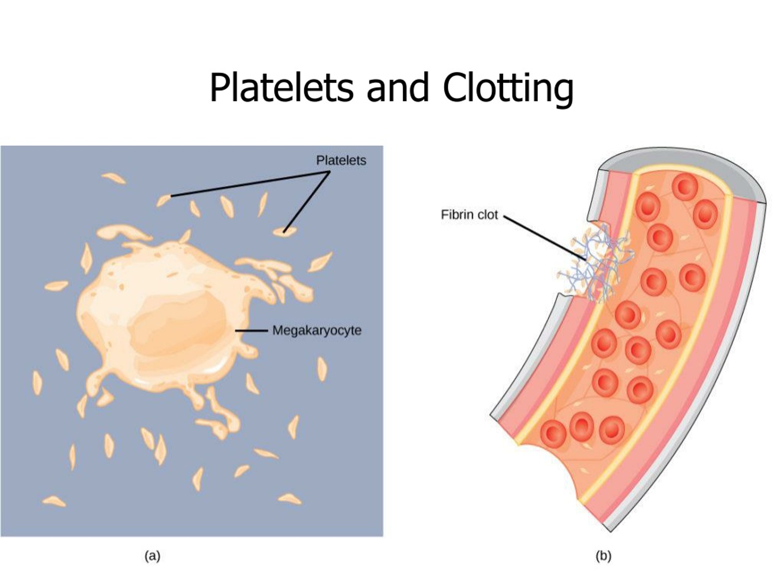 PPT - Circulatory System PowerPoint Presentation, free download - ID:581595