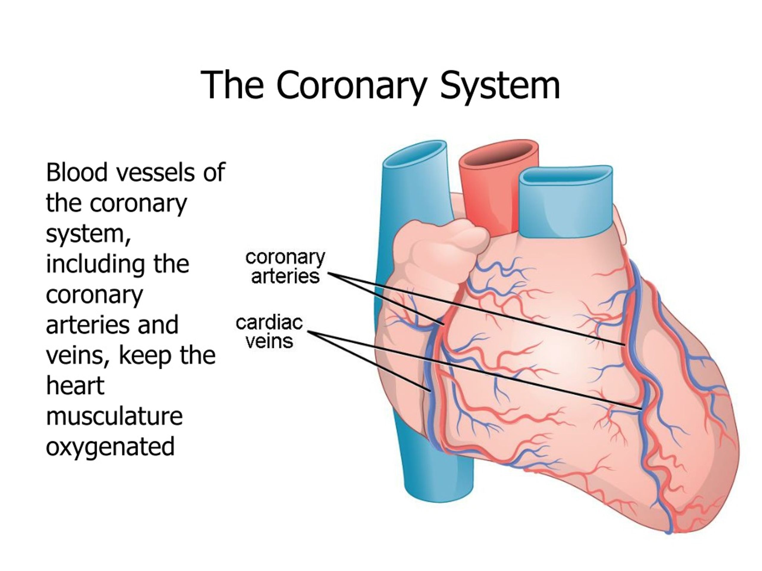 PPT - Circulatory System PowerPoint Presentation, free download - ID:581595